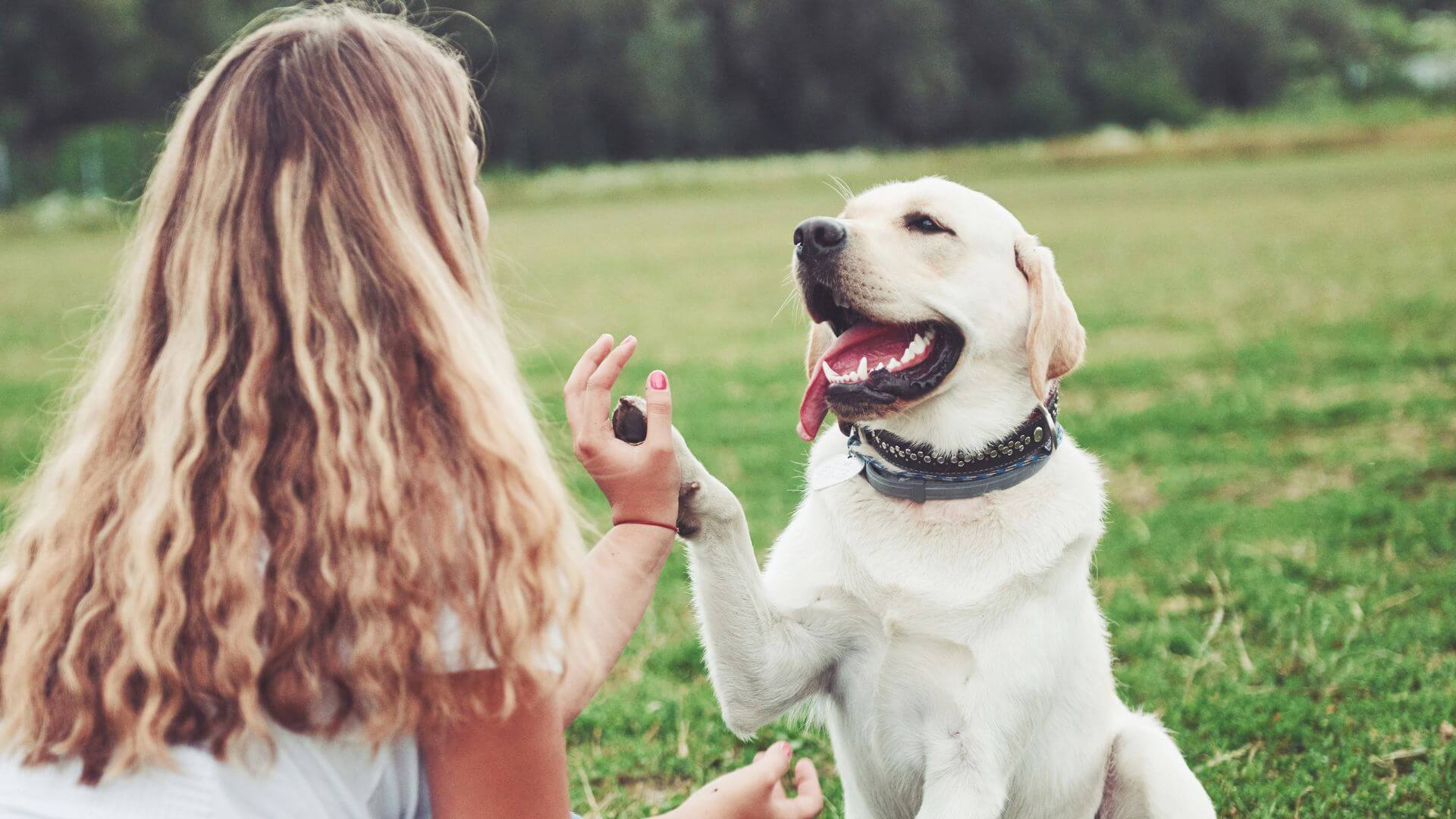 Best Vet Hospital In Fredericksburg, VA | Hart Animal Clinic