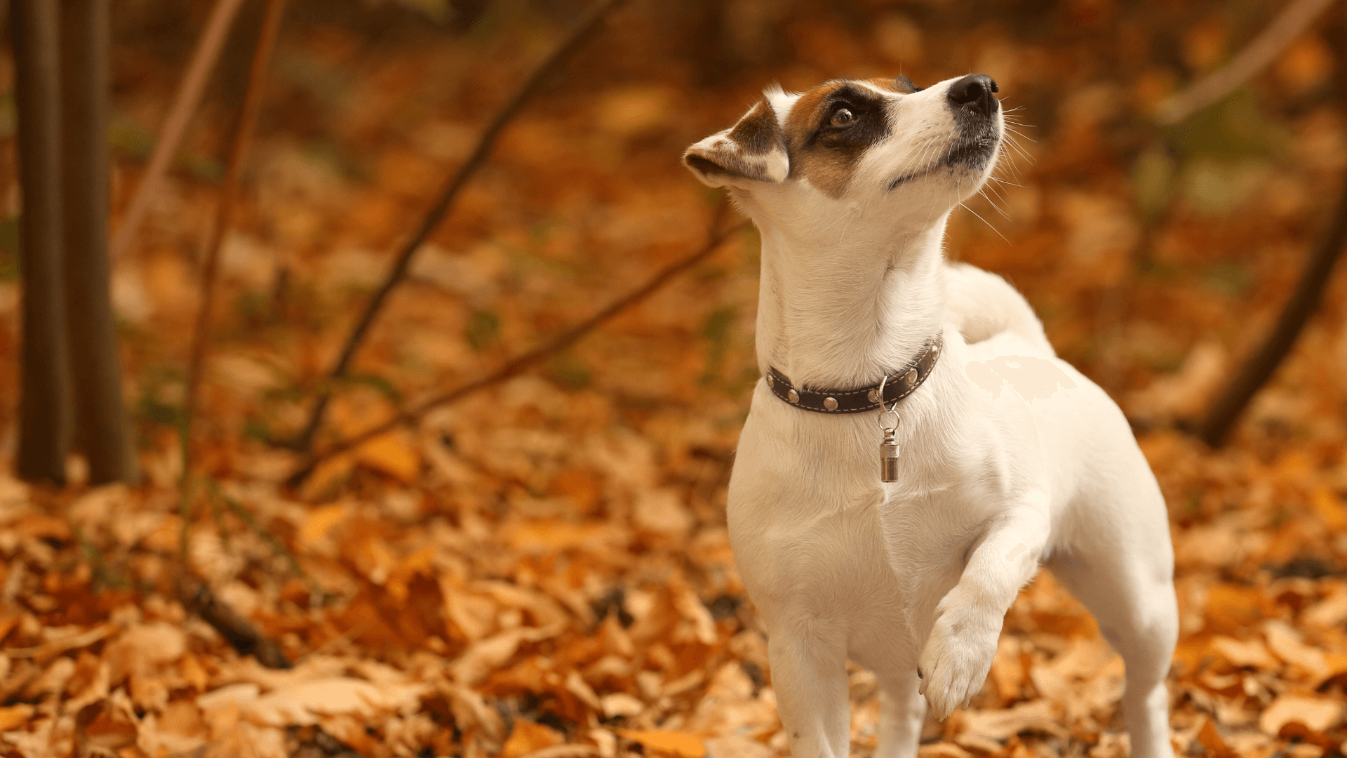 Client Etiquette Standard Form | Hart Animal Clinic