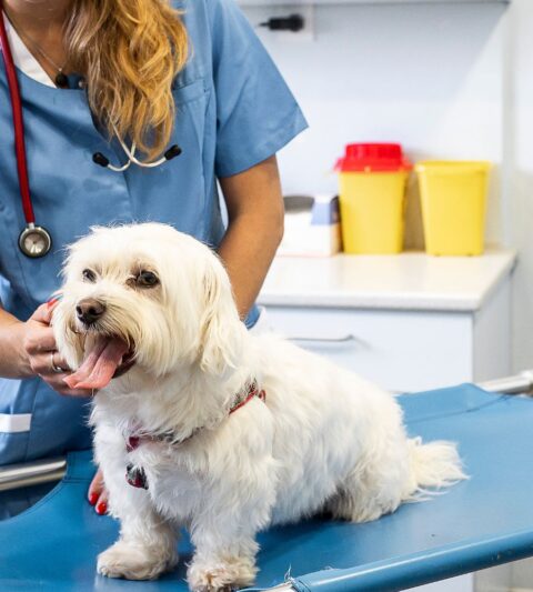 Best Vet Hospital In Fredericksburg, VA | Hart Animal Clinic