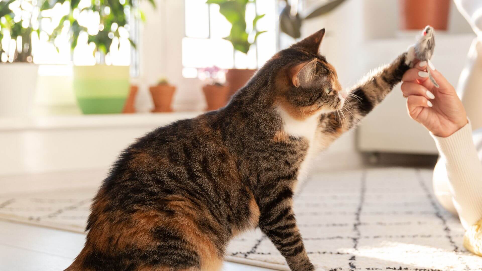 Vet Near Me Fredericksburg, VA 22401 | Hart Animal Clinic