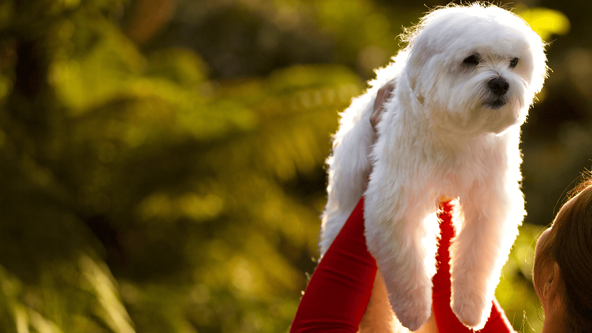 How To Videos | Hart Animal Clinic