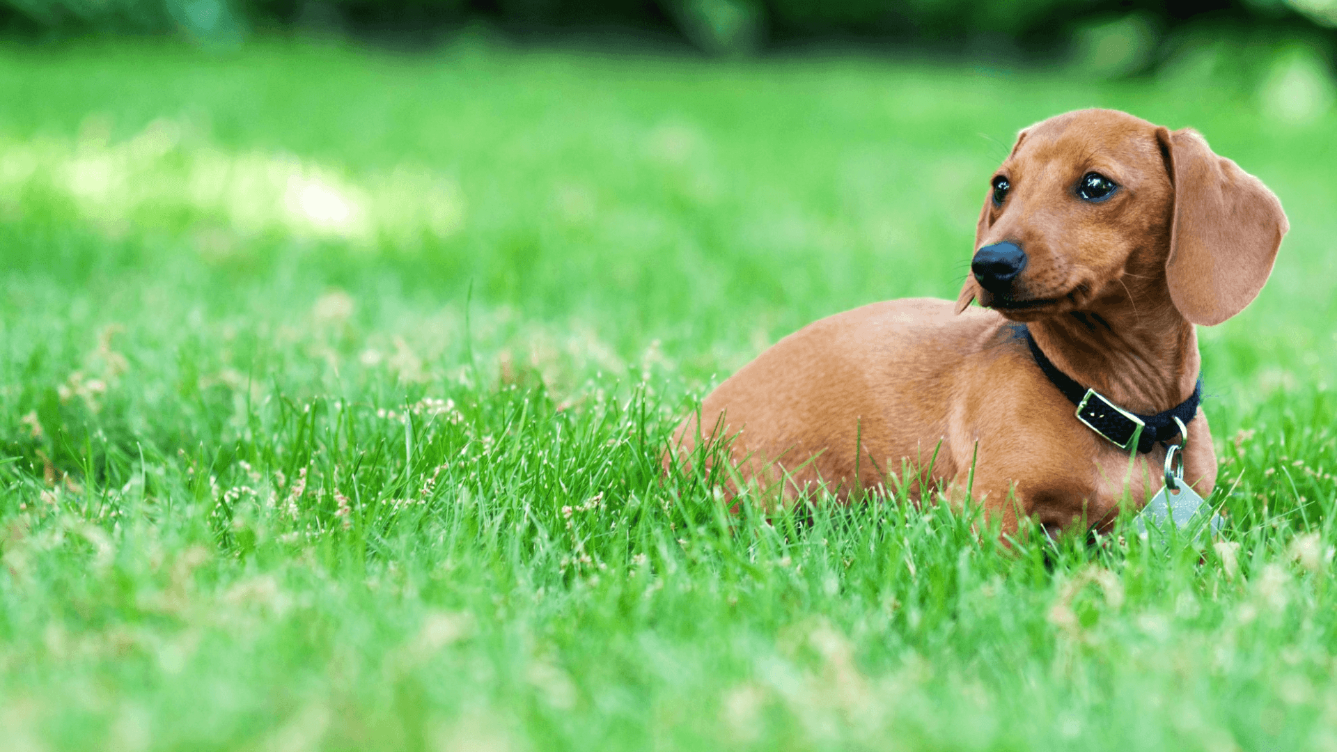 Pet Surgery In Fredericksburg, VA 22401 | Hart Animal Clinic