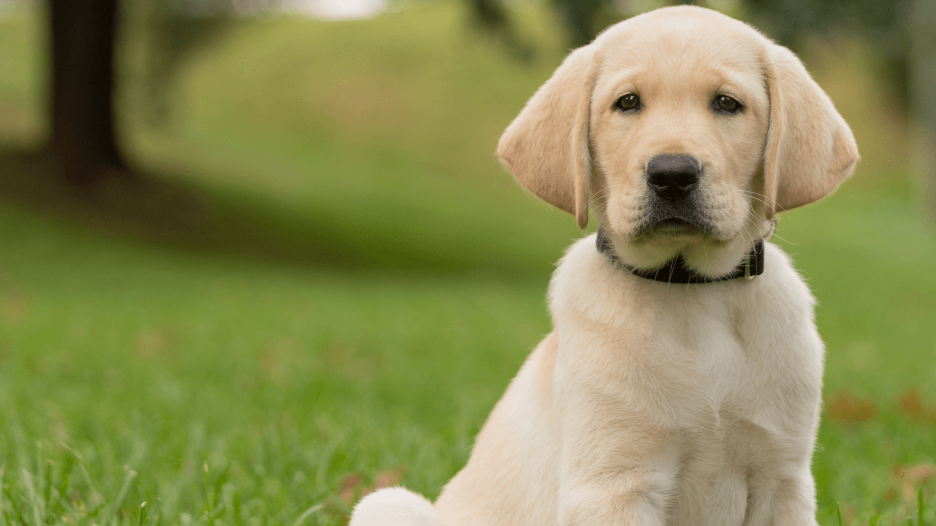 Veterinary Appointment In Fredericksburg, VA | Hart Animal